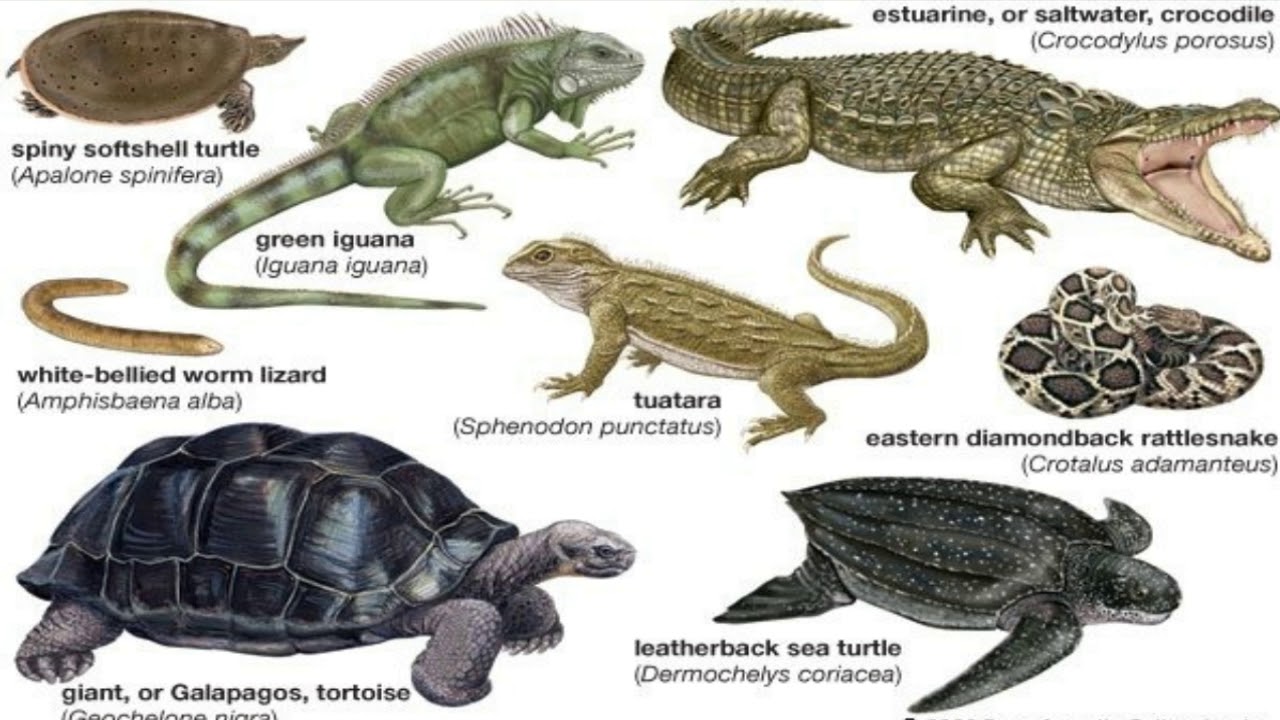Biology | animal Classification | vertebrates | by |Manoj deva - YouTube