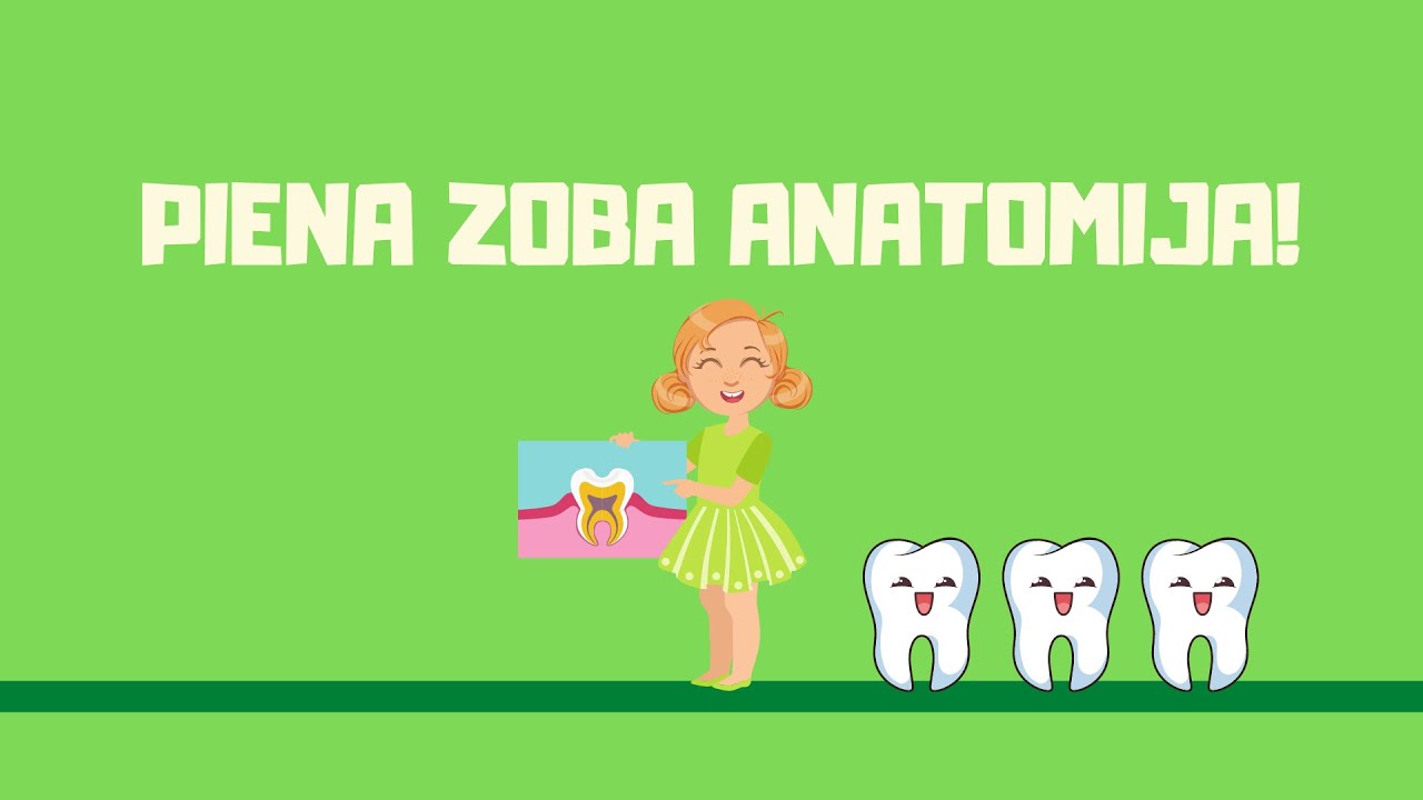 Piena zobu anatomija! - YouTube