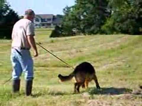 Ghandi--Tracking with Jerry Azzi - YouTube