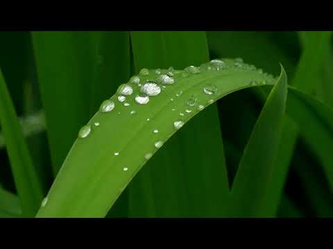 Tebbet Suresi Yahya Havva سُورَةُ المَسَد 111   YouTube