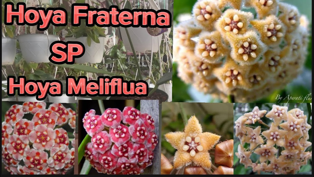 💚Hoya Fraterna💚SP-Meliflua💚Una flor de cera, de floraciones y hojas sin igual.💚 - YouTube