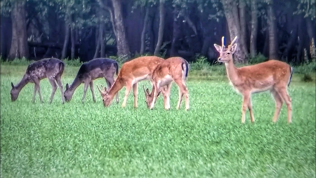 listen to the music you sweetheart deer / the nature recorder - YouTube