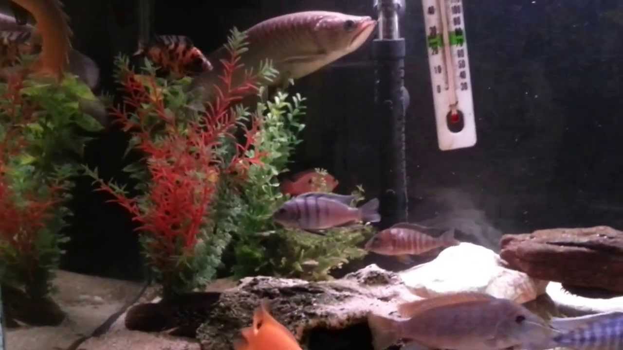 Bichir and Snakehead Tank Mates - YouTube