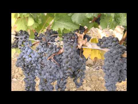 Gülcan Altan - Çamlıbağ Şarkısı