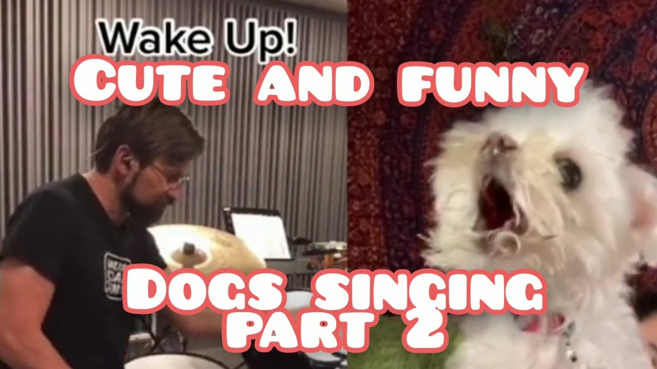 The funny dogs singing compilation part 2 - YouTube