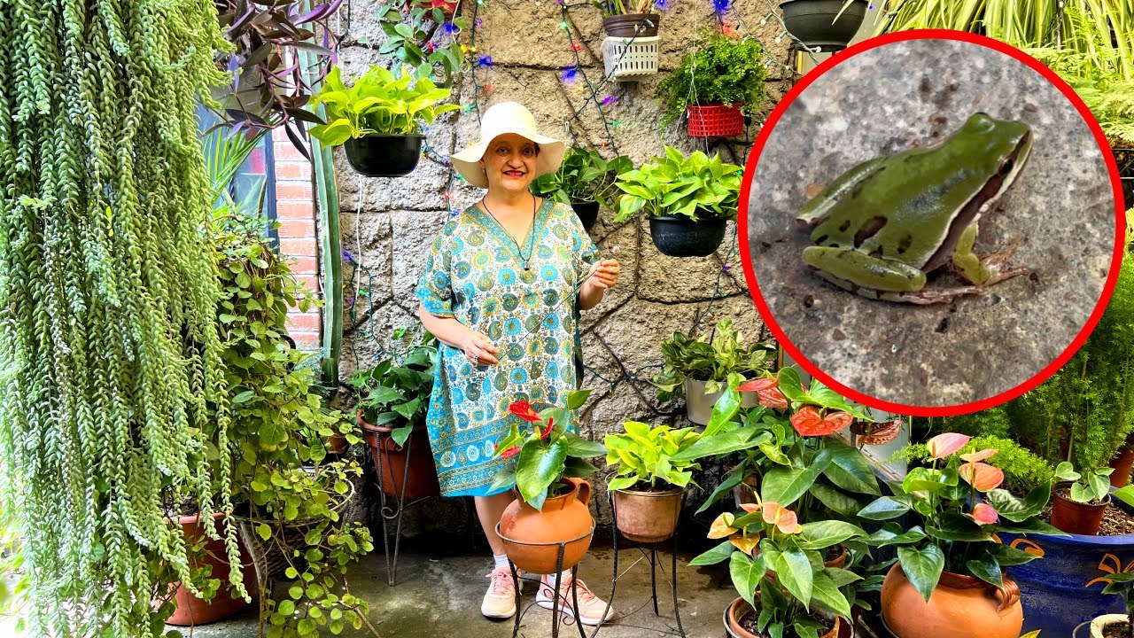 Lo Nuevo y la Rana - YouTube