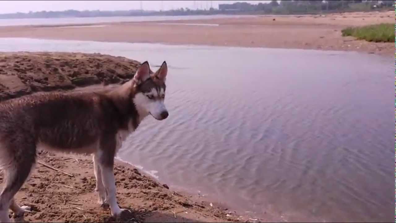 GET MOKI! - Dog Retrieval Training - YouTube