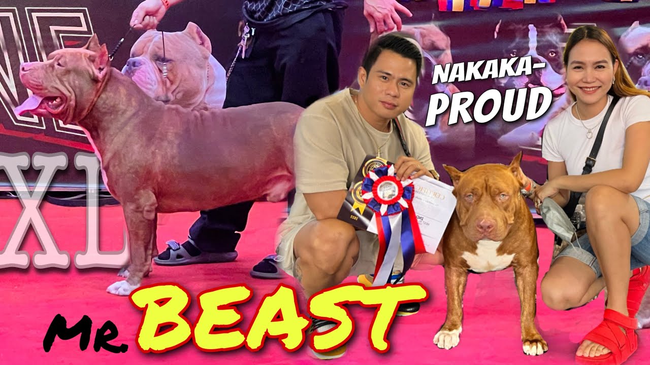 FIRST TIME TO COMPETE IN ABKC SHOW • XL AMERICAN BULLY Mr. BEAST • Sam ...