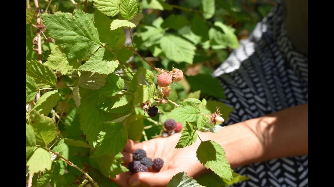 Edible Berries of the Pacific Northwest | Black Raspberries - YouTube