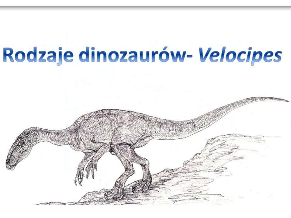 Pierwszy polski dinozaur - Velocipes | Rodzaje dinozaurów #2 - YouTube