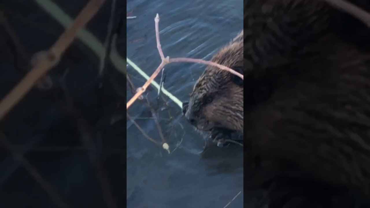Beaver - YouTube