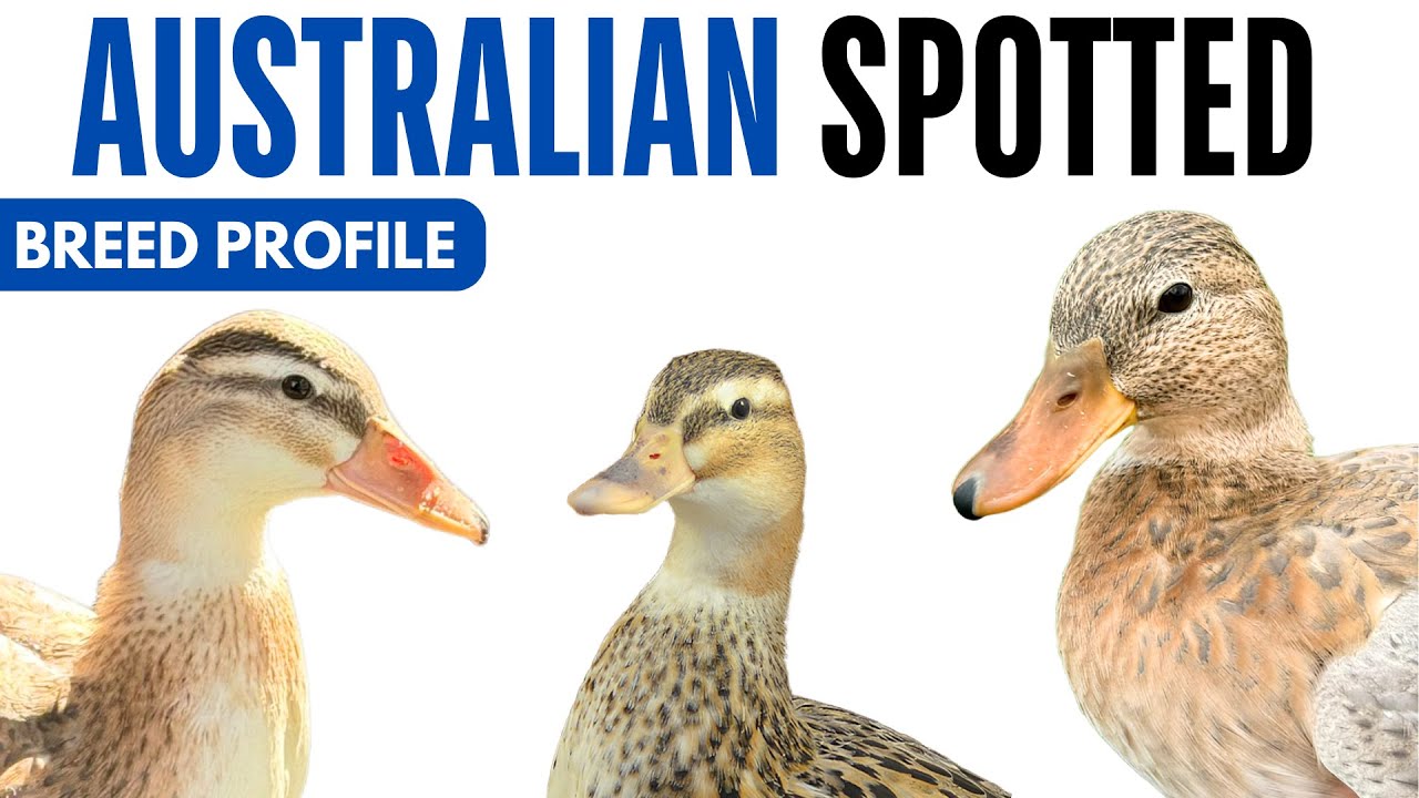 Australian Spotted Duck Breed Profile History Health Issues ...