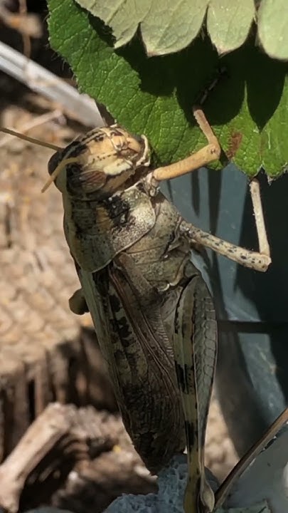 I found this big guy in my garden. Sometimes, I just like to take a ... I found this big guy in my garden. Sometimes, I just like to take a ...
