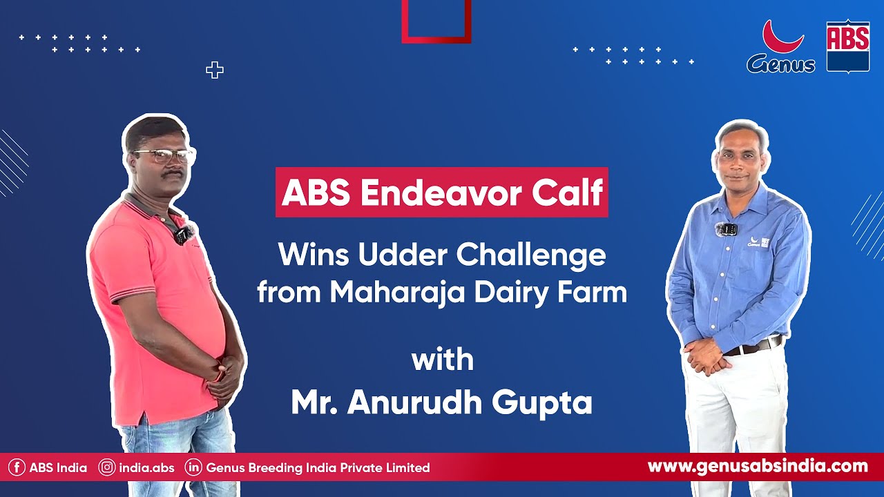 ABS Endeavor Calf Leads the Way in Udder Challenge | ABS India ...