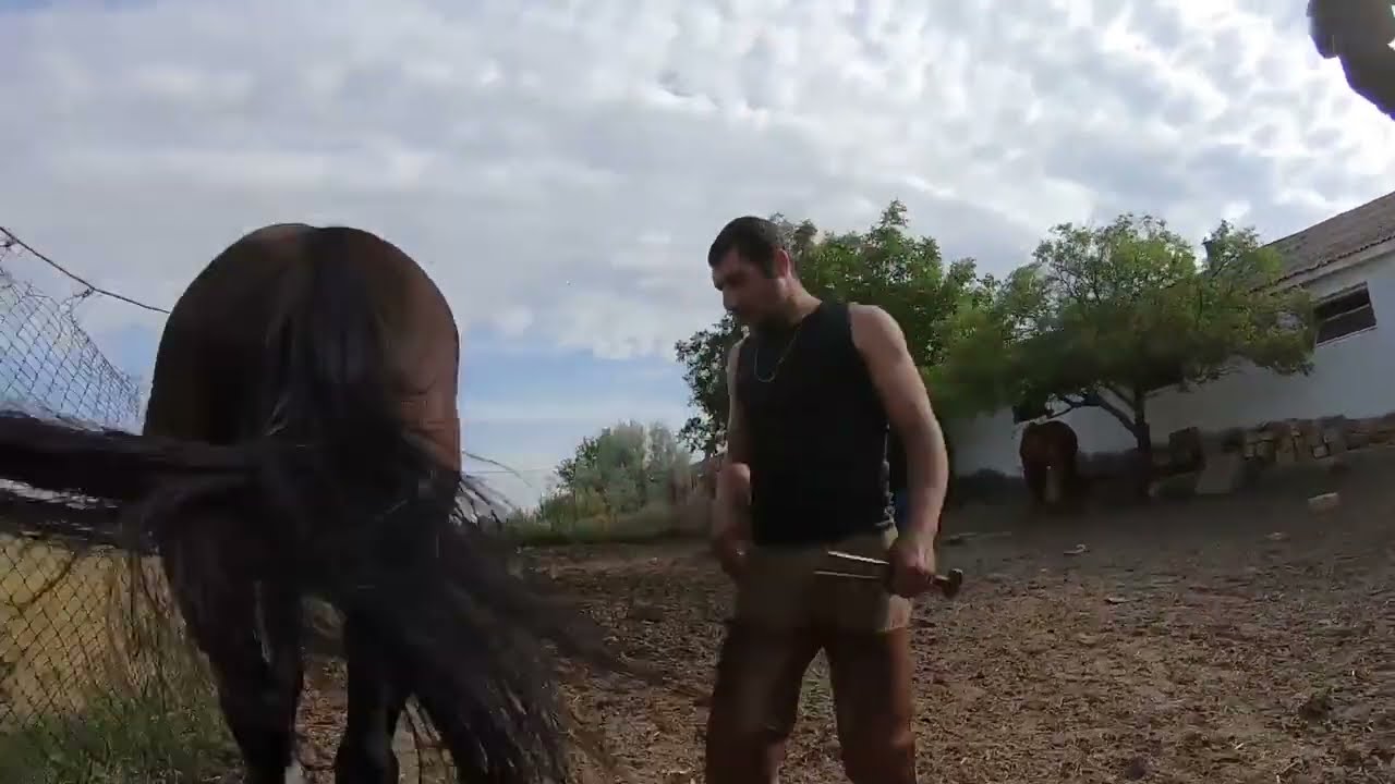 🐴HORSE WITH A BROKEN HOOF — Headed for Slaughter? Horse Hoof ...