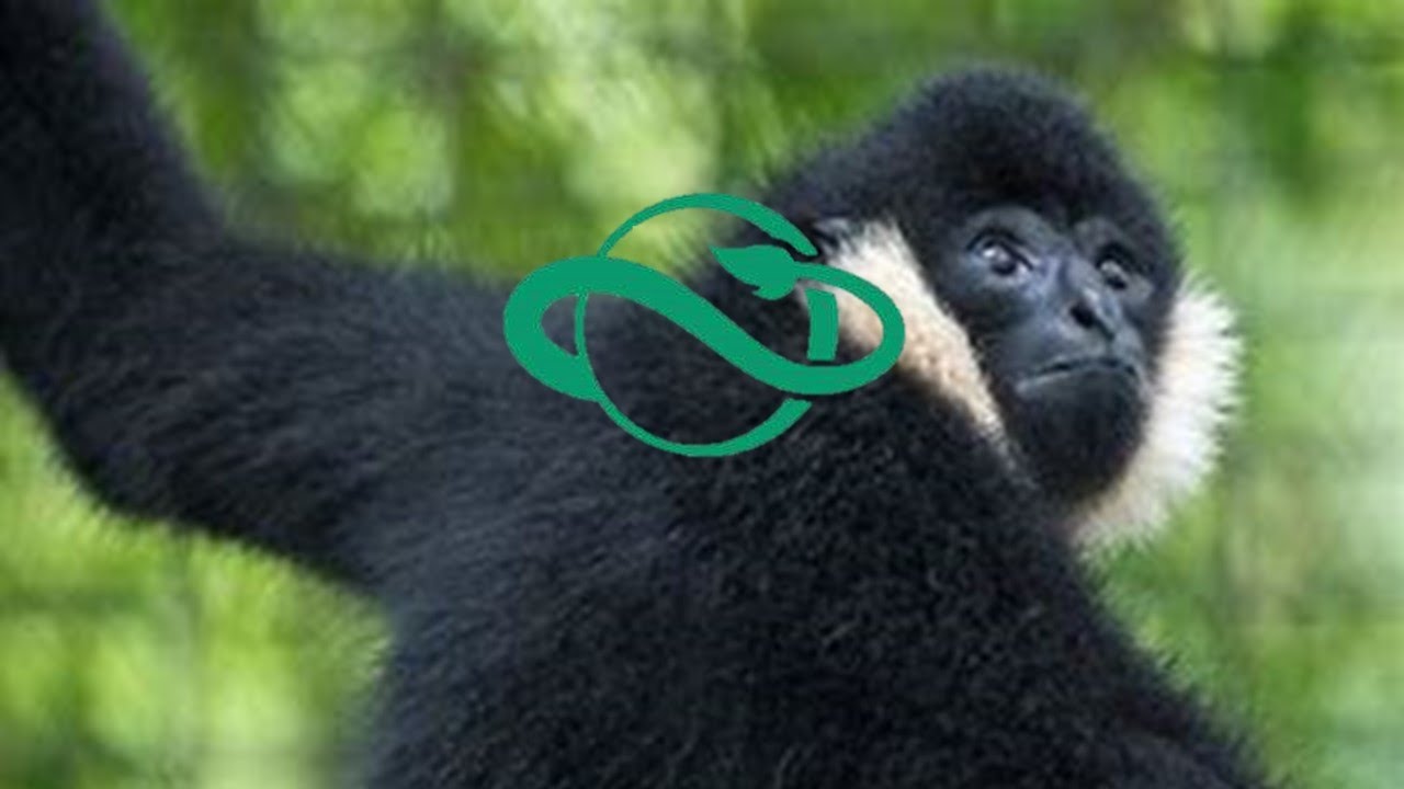 Building a gibbon in Minecraft - YouTube