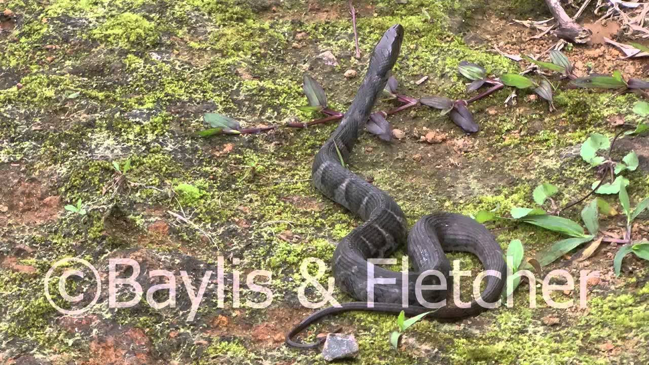 Sri Lanka Keelbacked Water Snake, Sri Lanka. 20110215_175442.mp4 - YouTube