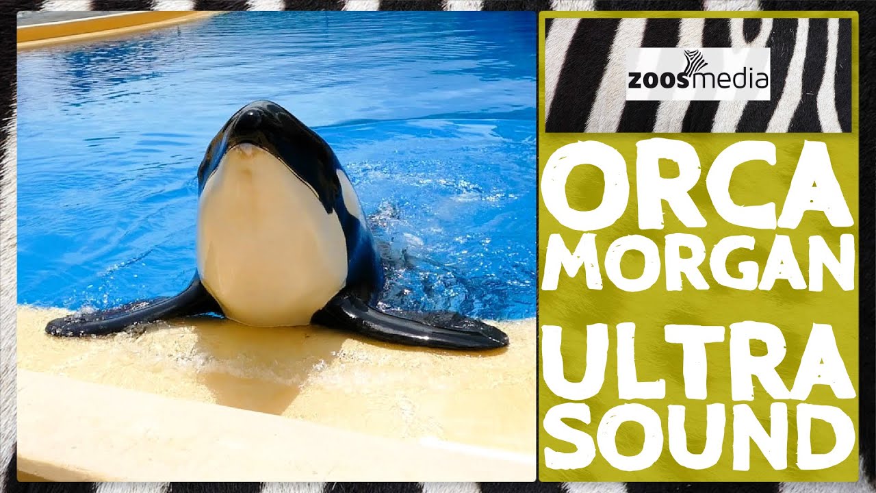 Orca MORGAN im Loro Parque beim Ultraschall | zoos.media - YouTube