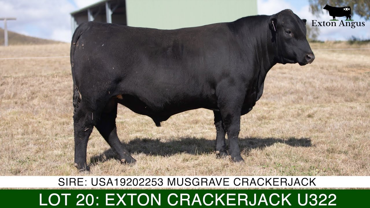 LOT 20 - EXTON ANGUS 2024 - YouTube