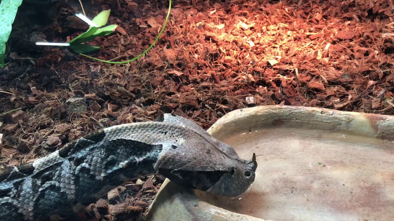Buena hidratación a cámara rápida de Víbora del gabon - YouTube
