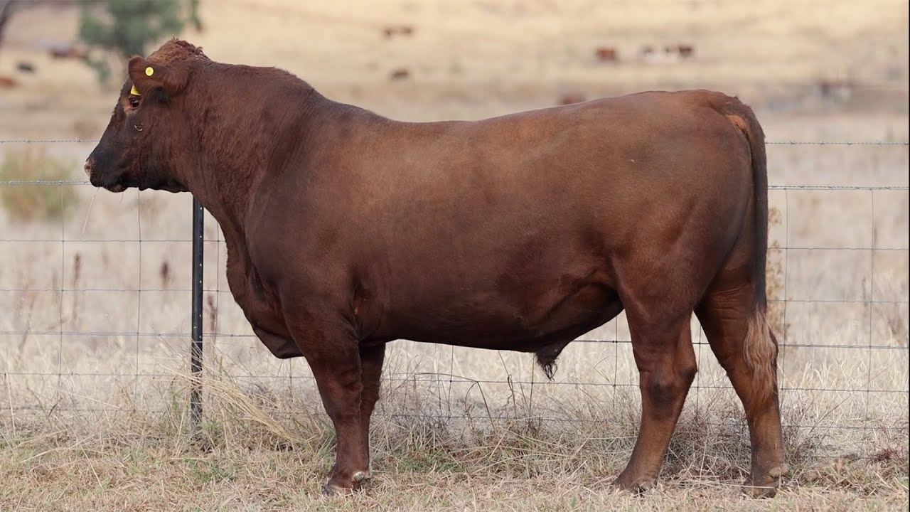Lot 20 DC T52 Schipps Red Angus & Doodle Cooma Poll Hereford Bull Sale ...