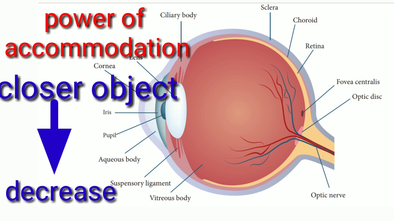 10th - Science //Lesson 2-" Human Eye" and "Defects in Eye"// - YouTube
