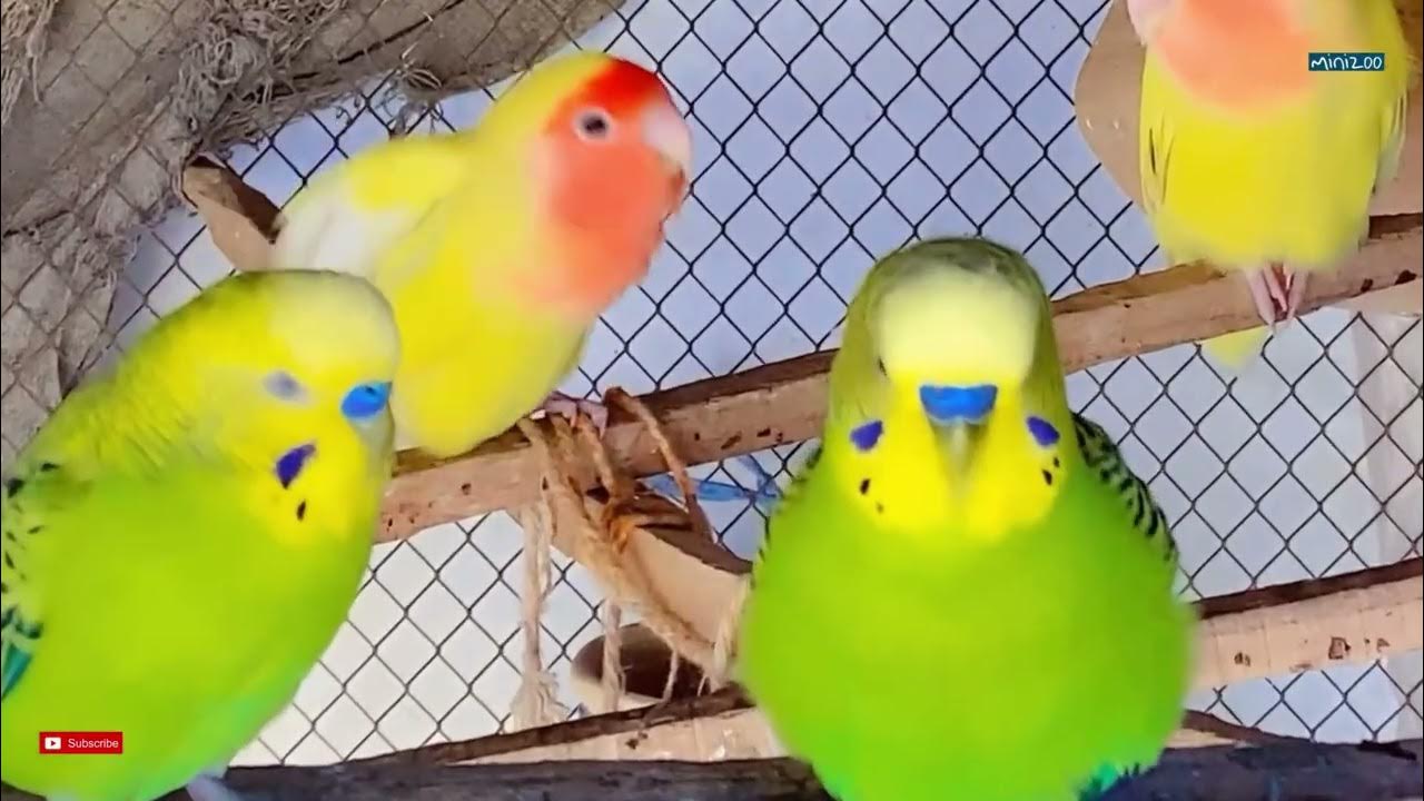 Love Birds Breed 2025 is ready | Love Birds Cage new Breeding setup | Talking Parrots - YouTube