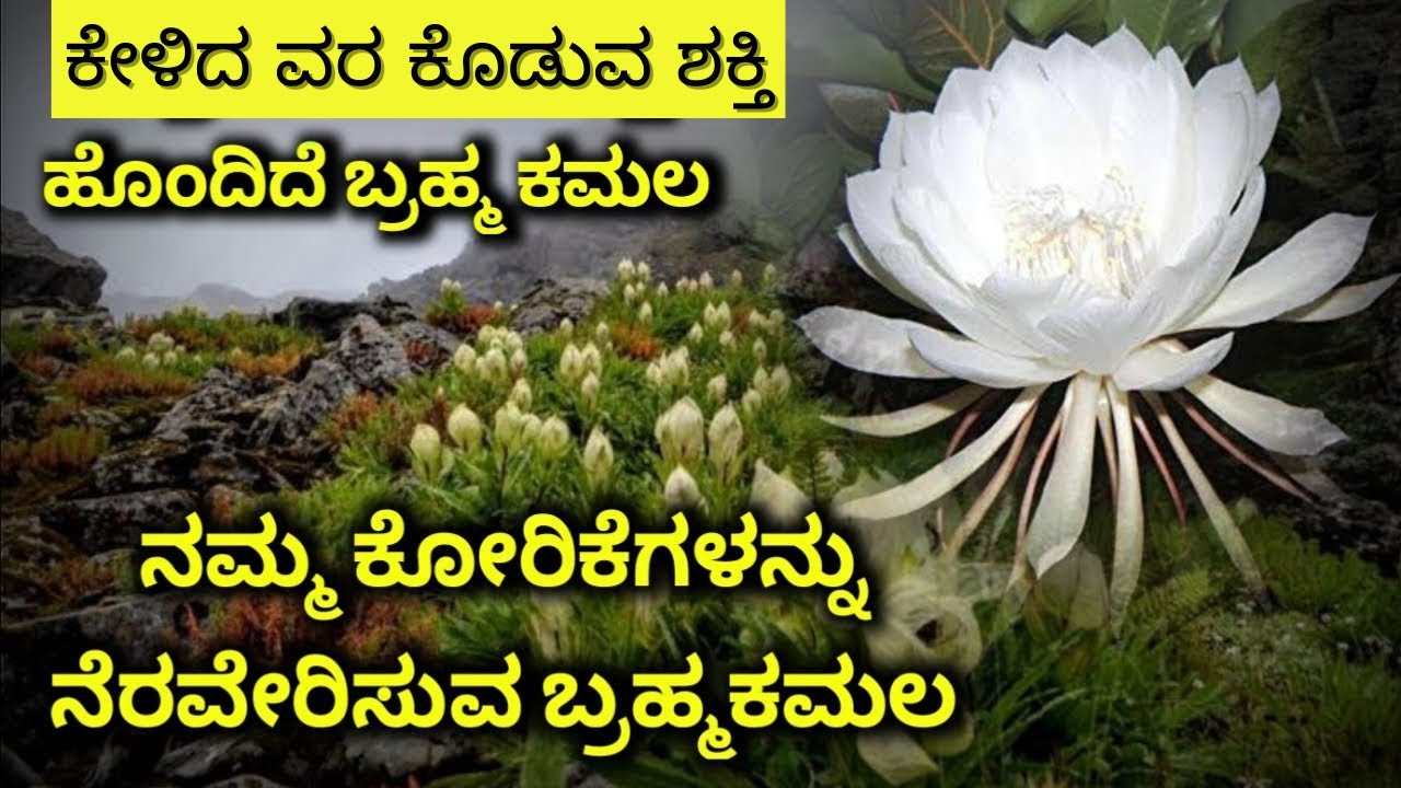 Brahma kamal The Mythological plant | ಬ್ರಹ್ಮಕಮಲ | Brahm kamal at home ...
