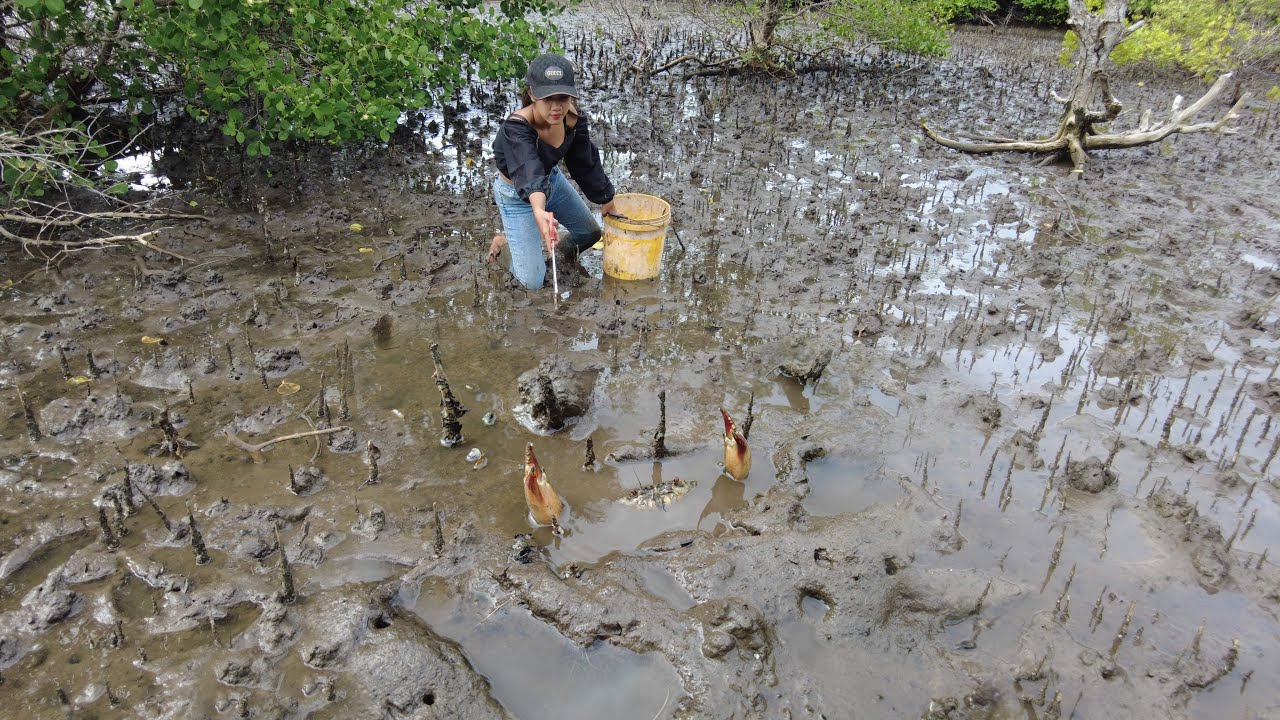 Amazing Catching HUGE MUD CRAB In Swamp after Low Tide - YouTube