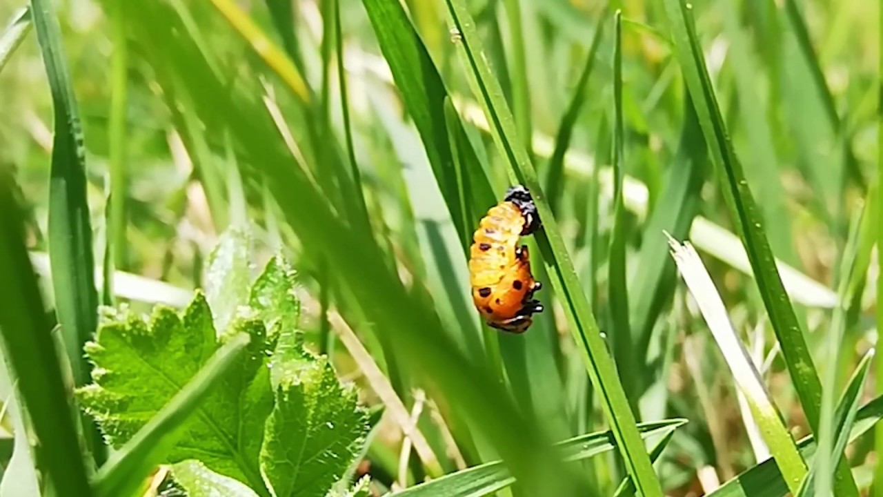 Birth of a Ladybug - YouTube