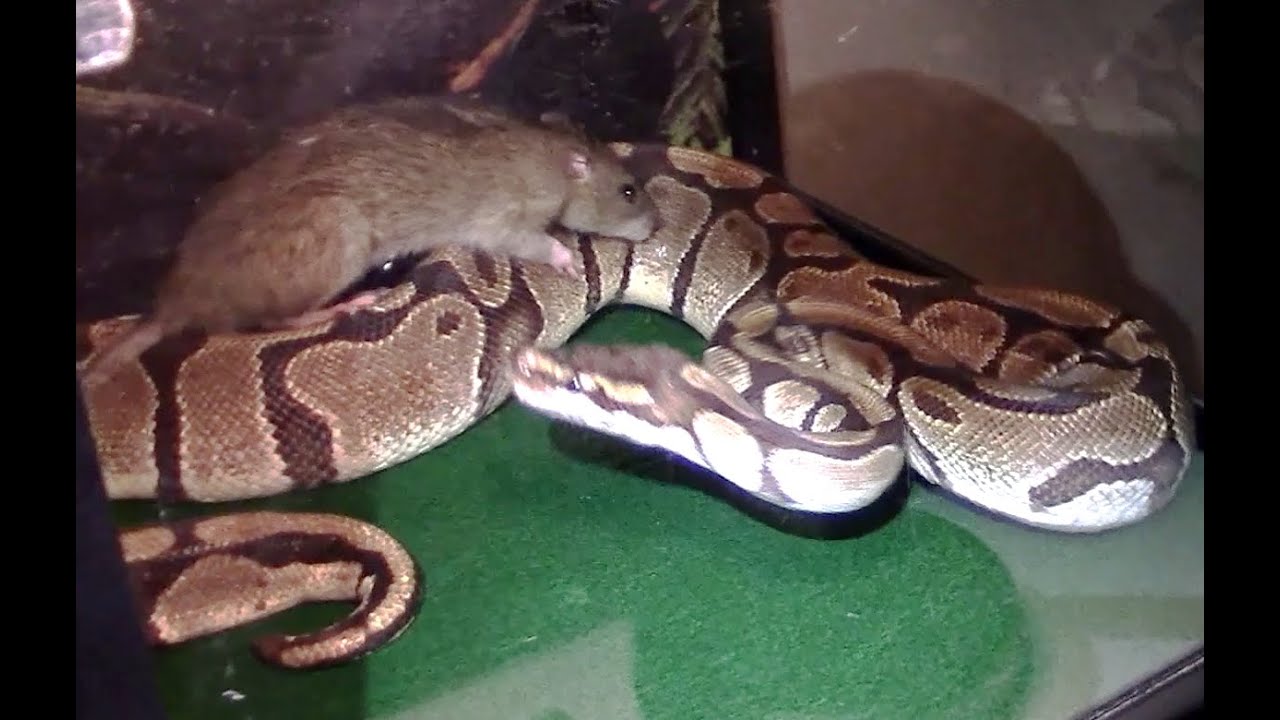 Ball Python vs. "Wild" Norway Rat - YouTube