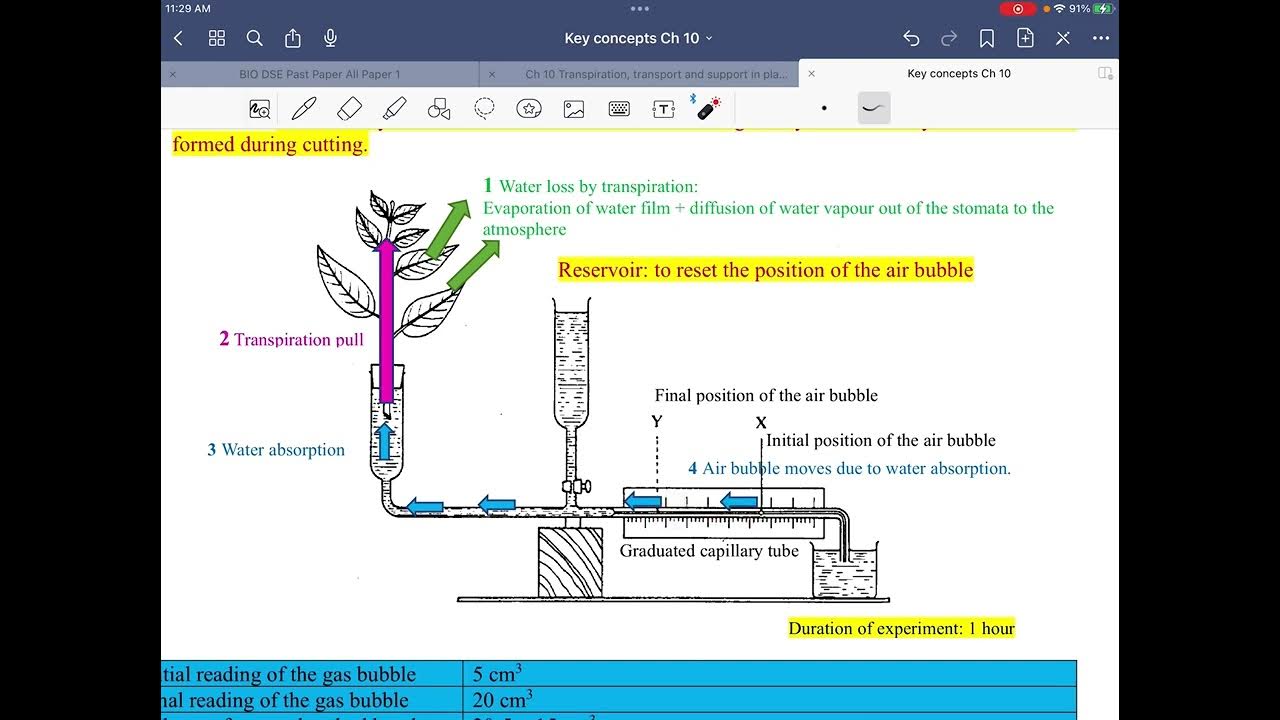 DSE BIO Key concept Ch10 part 6 Bubble potometer 你要識 - YouTube