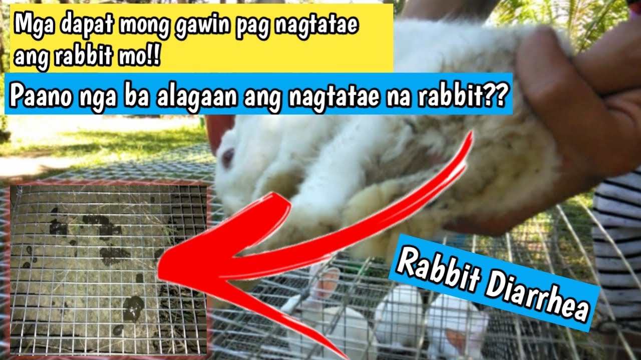 Rabbit farming | Paggamot sa nagtatae nating alagang Rabbit - YouTube