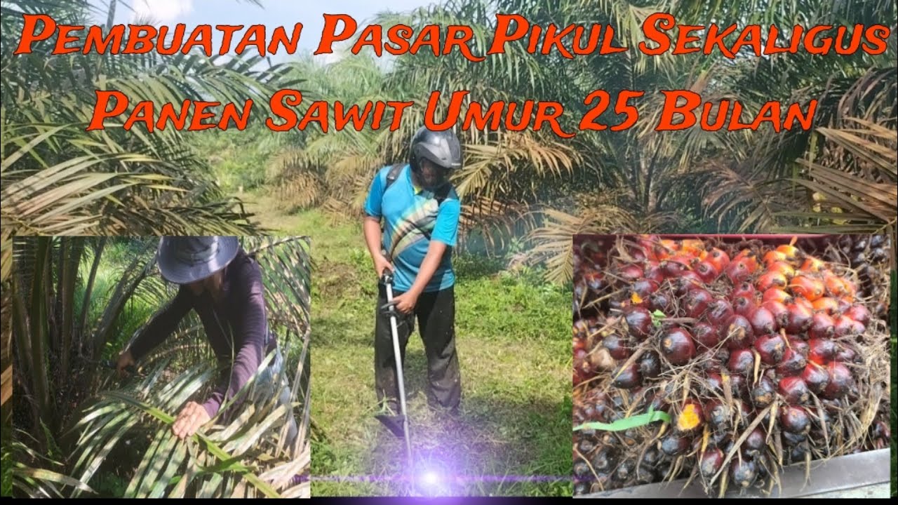 Membuat Pasar Pikul Sekalian Panen Umur sawit 25 Bulan - YouTube