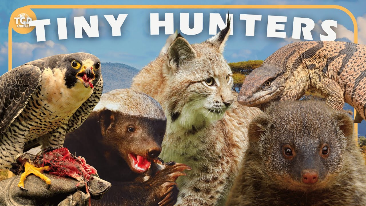 Fast, Fearless, and Fierce: 5 Small Animals That Dominate - YouTube