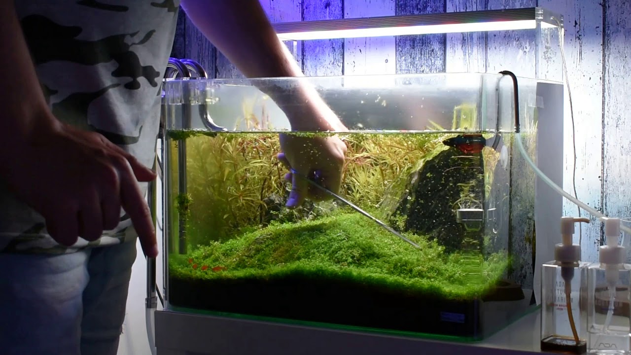 Trimming the Dennerle 50L - YouTube