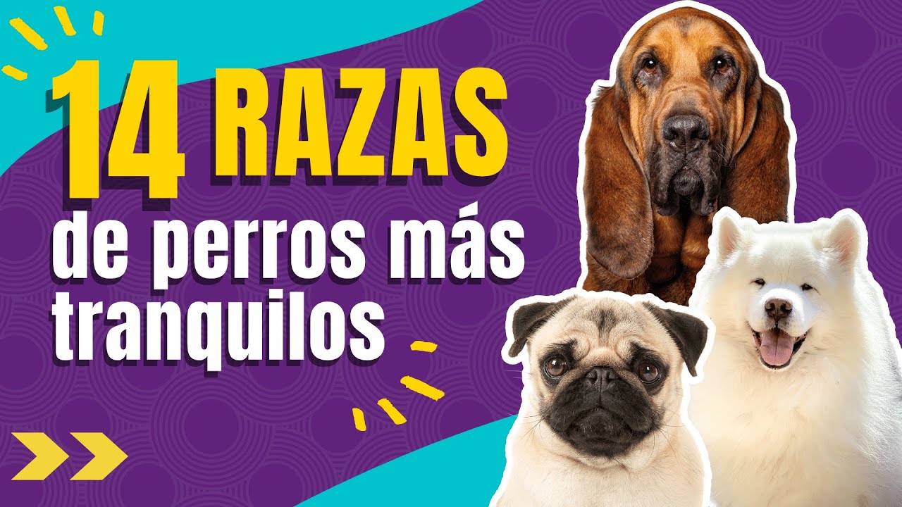 Conoce las razas de perros más tranquilos y amistosos - YouTube