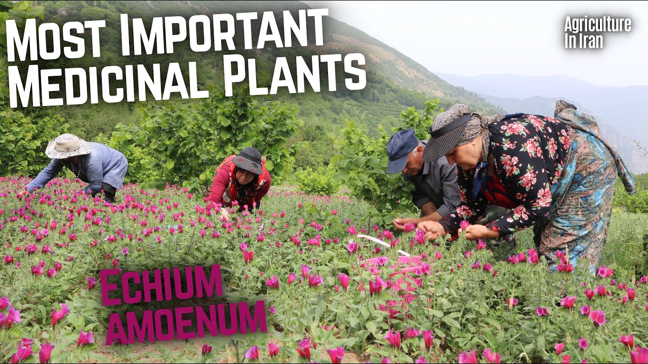 Echium amoenum Is One Of The Most Important Medicinal Plants In Iranian ...