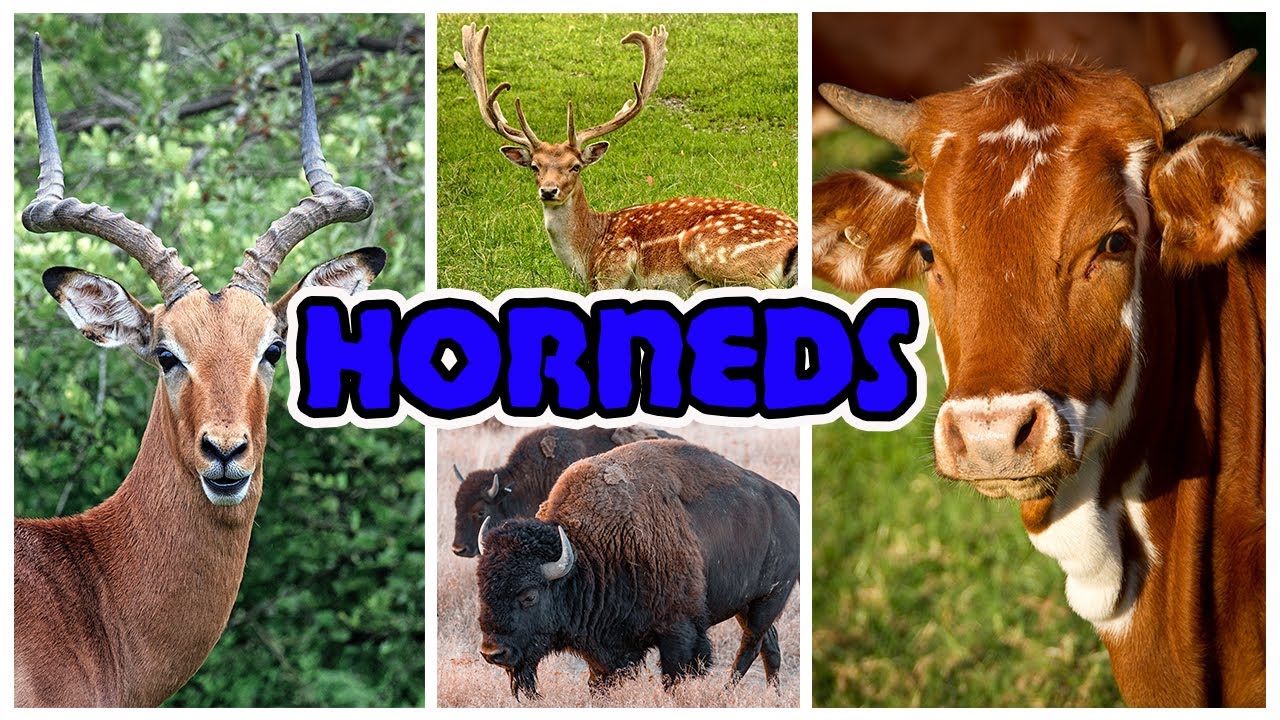 Horneds: antelope, buffalo, deer, cow. Beautiful and lovely animals ...
