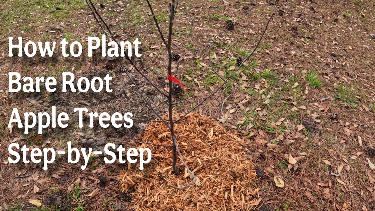 Planting Bare Root Apple Trees - YouTube
