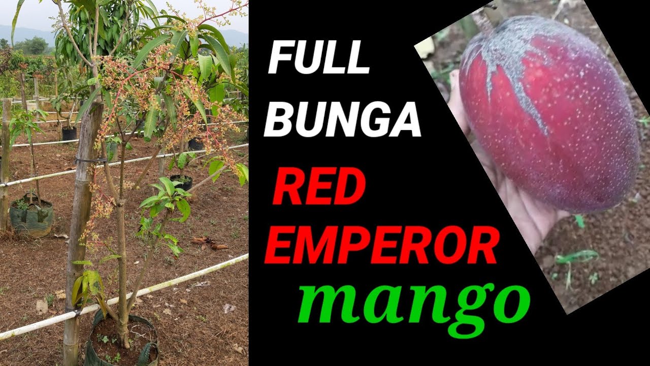 FULL BUNGA, MANGGA RED EMPEROR CANGKOK SUSU - YouTube