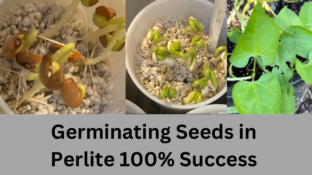 Germinating Seeds in Perlite With 100 Percent Success Result | No ...