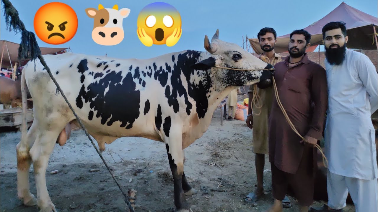 Cow Mandi 2021 | Bigest Cow Mandi In Lahore | Heavy Bulls In Cow Mandi ...