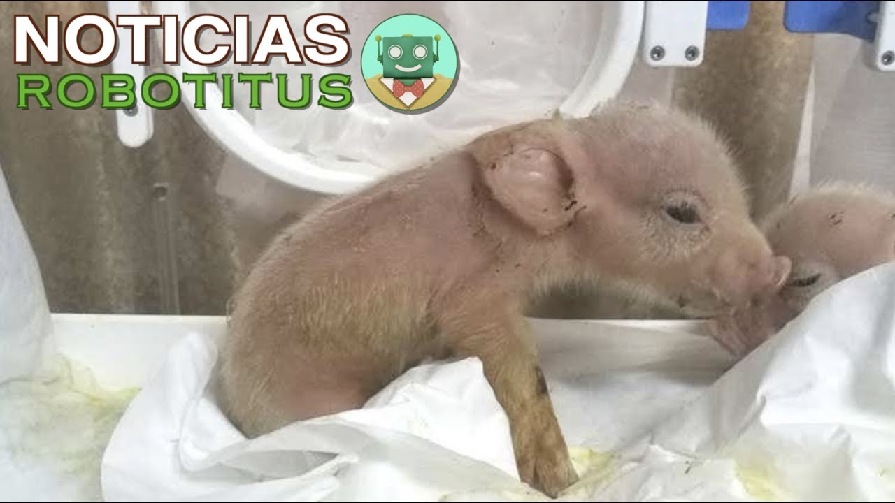 Quimeras Mono-Cerdo Creados por Primera Vez en China - YouTube