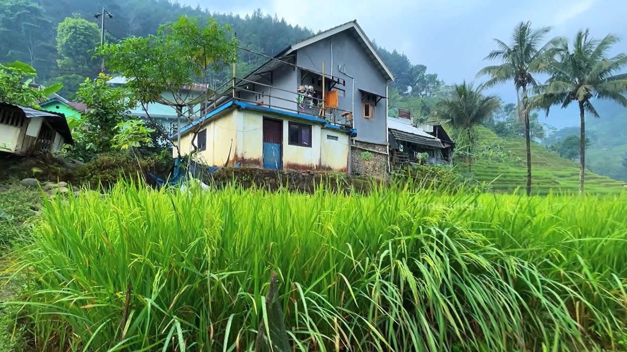 The joy of living in rural Indonesia||beautiful, cool and friendly ...