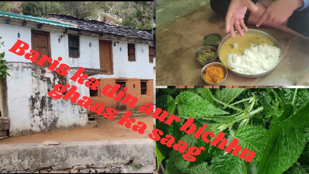 Baris ka din aur bichhu ghass ka saag (Village life) #uttarakhand # ...