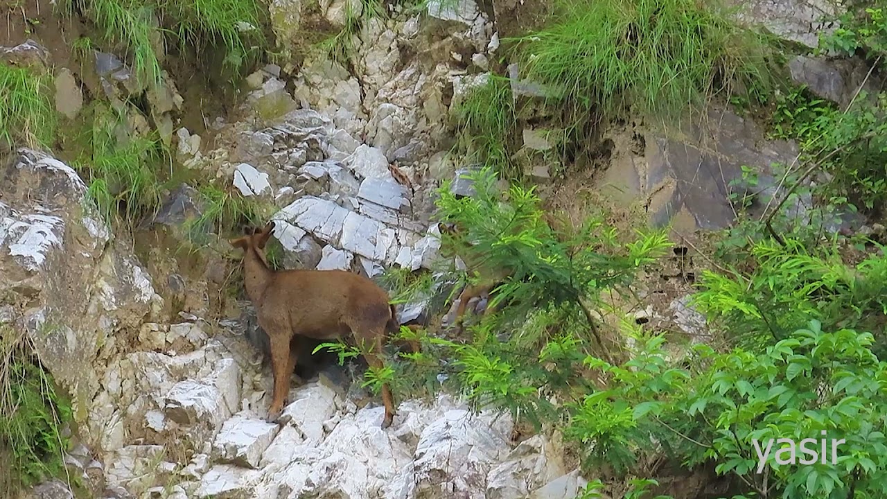 Ghoral kid grazing with big male Ghoral... looks like he is father ...