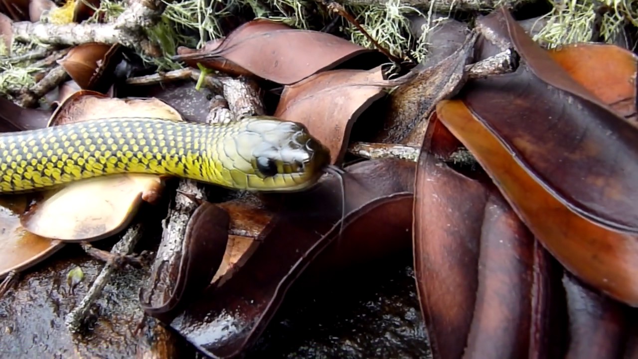 cobra fauna brasileira SERPENTE NAS FOLHAS animal selvagem silvestre ...