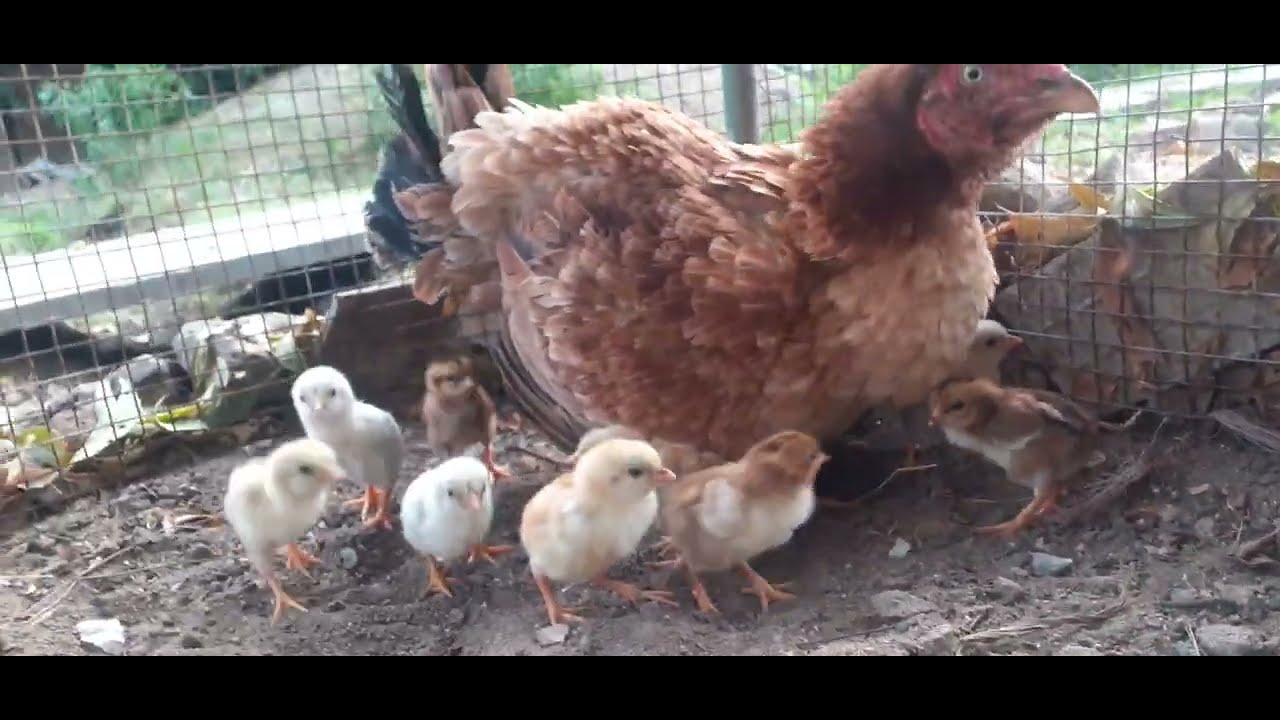 new born chicks - YouTube