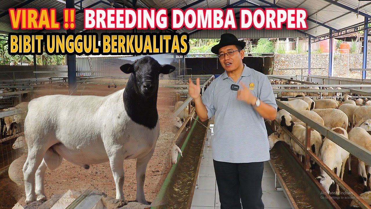YANG LAGI VIRAL !! BREEDING DOMBA DORPER BIBIT UNGGUL BERKUALITAS - YouTube